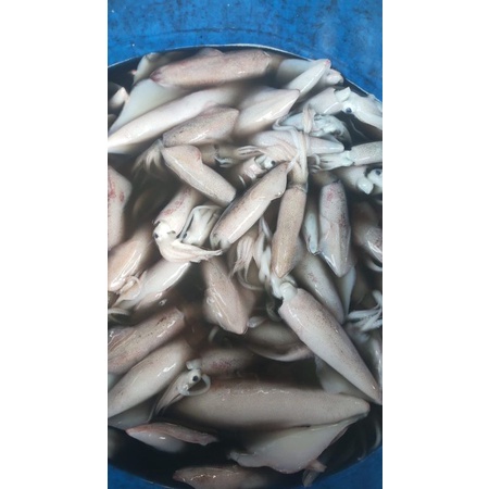 Jual cumi fresh 500gram | Shopee Indonesia