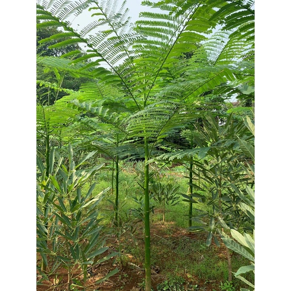 Jual Pohon Solobium | Pakis Brazil Tinggi 3 Meter | Shopee Indonesia