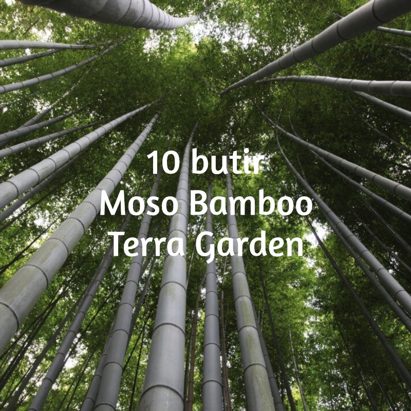 Jual Bibit Benih Biji Moso Bamboo Bambu 10 seeds | Shopee Indonesia