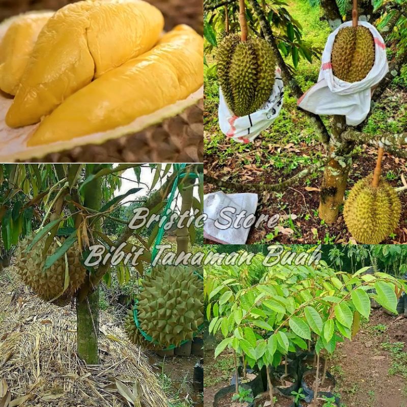 Jual Bibit Durian Bawor Genjah Cepat Berbuah | Shopee Indonesia