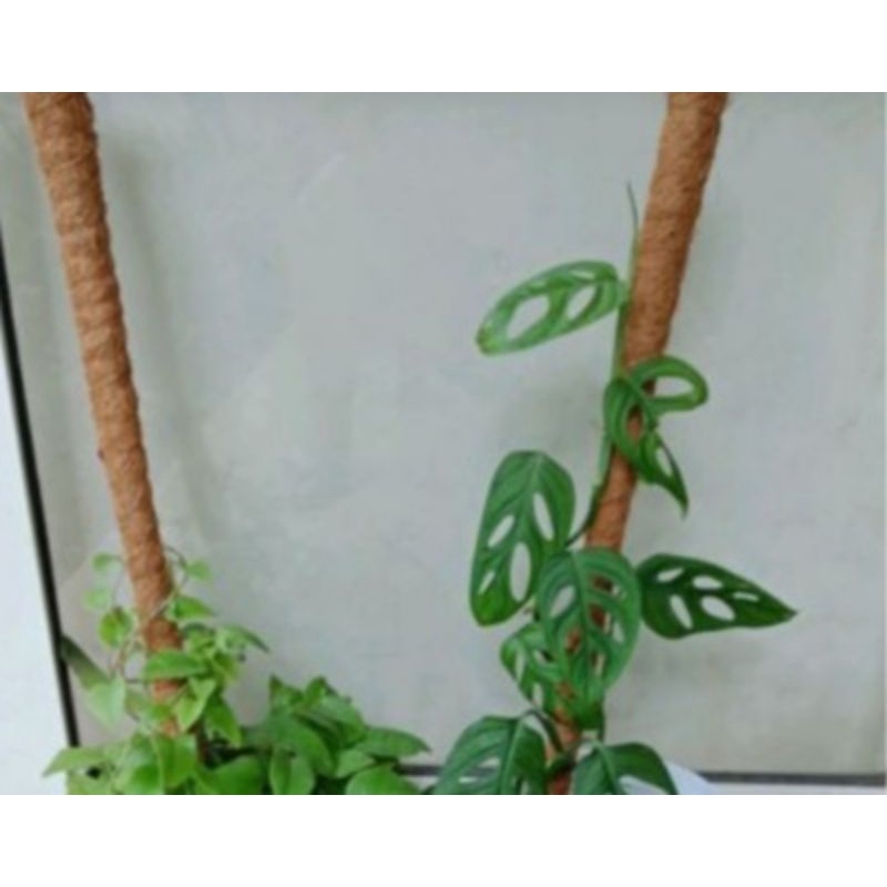 Jual Turus Bambu Melingkar/Ajir Tanaman/Turus Penyangga Tanaman ...