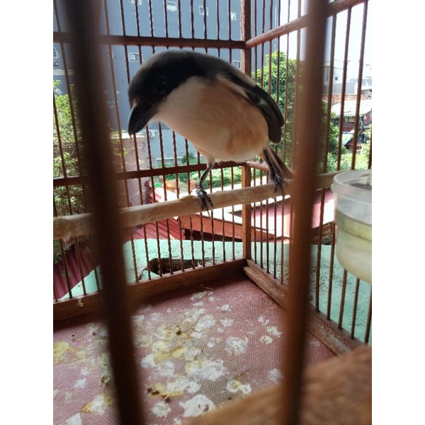 Jual burung pentet Jawatengah | Shopee Indonesia