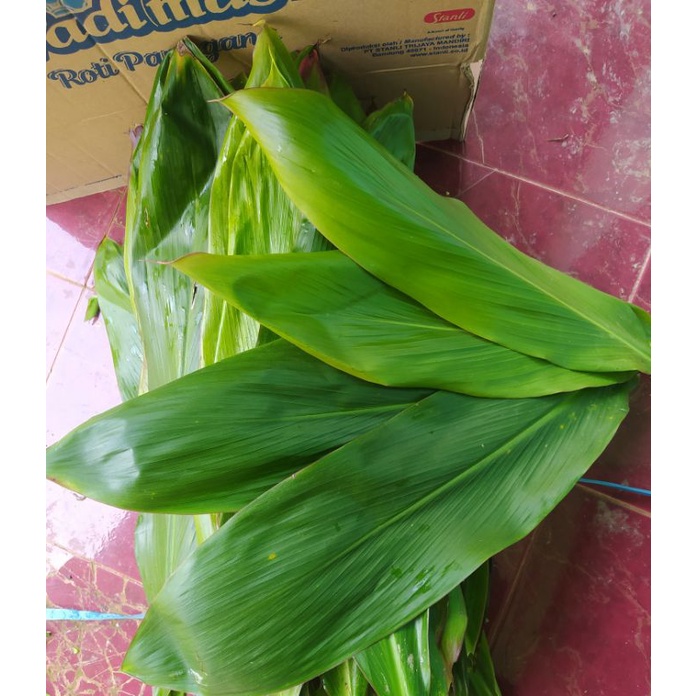 Jual daun hanjuang hijau bungkus bacang 7kg | Shopee Indonesia