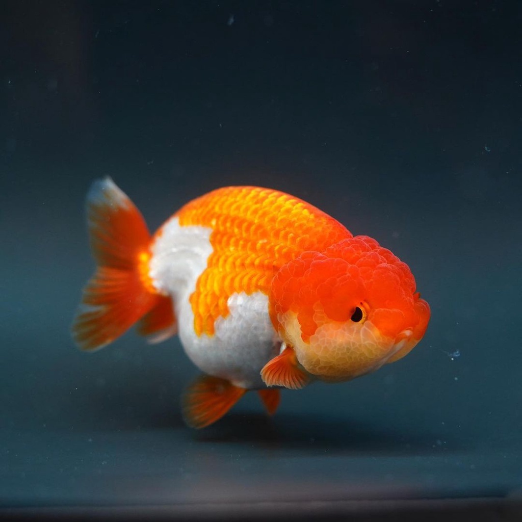 Jual Rancu lionchu red white kualitas / ikan mas koki rancu kualitas ...