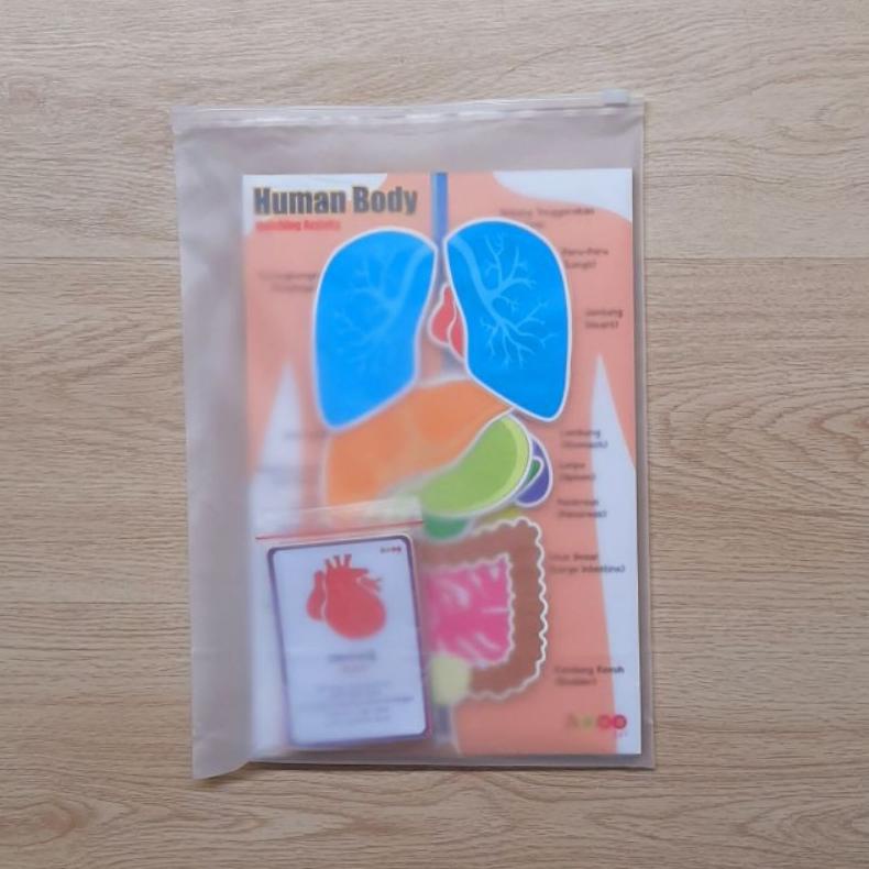 Jual HUMAN BODY MAGNET, Belajar Mengenal Organ Tubuh untuk Anak (GGG-QI) | Shopee Indonesia