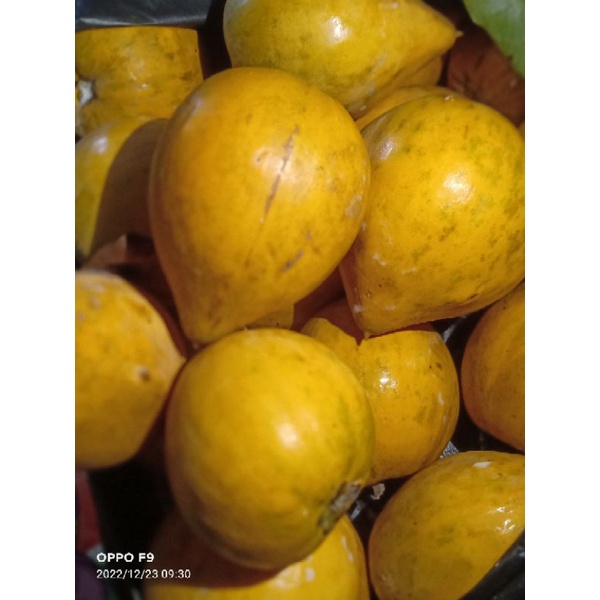 Jual Buah sawo alkesah campoleh sawo mentega 1kg | Shopee Indonesia