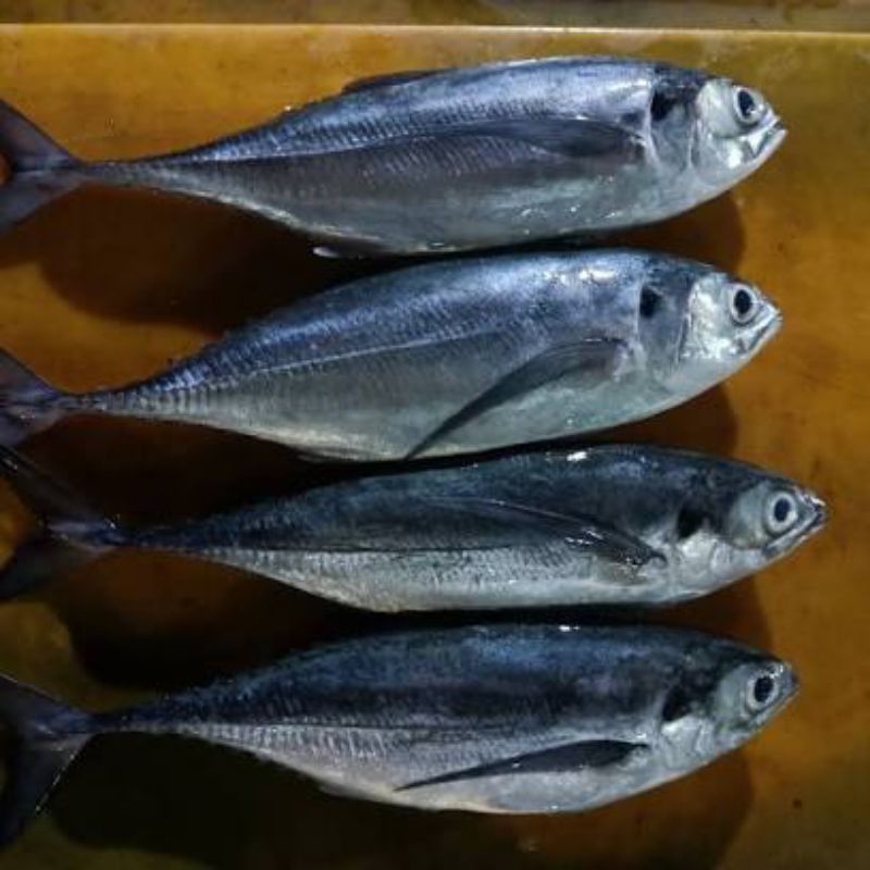 Jual Ikan Tengkek 1kg | Shopee Indonesia