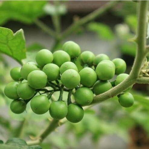 Jual 25 Benih Terong Pokak Tekokak terung pipit (solanum torvum ...