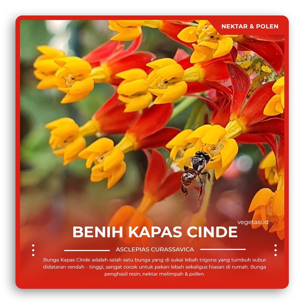 Jual Biji Kapas Cinde / Asclepias Curassavica / Kembang Mas tanaman ...