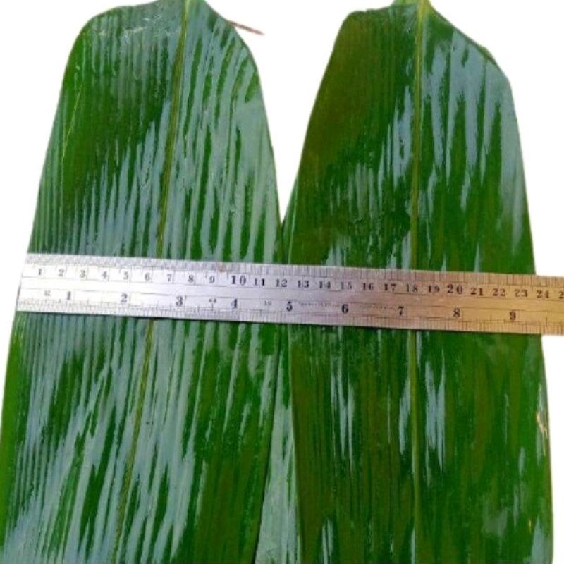 Jual 50pcs Daun Bambu bacang 10cm - 12cm big bamboo fresh | Shopee ...