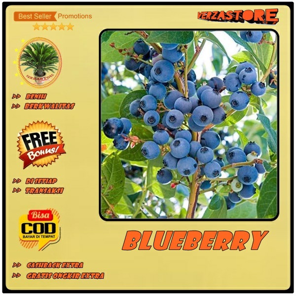 Jual 10 Bibit Blueberry Import Benih Buah Blueberry Berkualitas Super ...