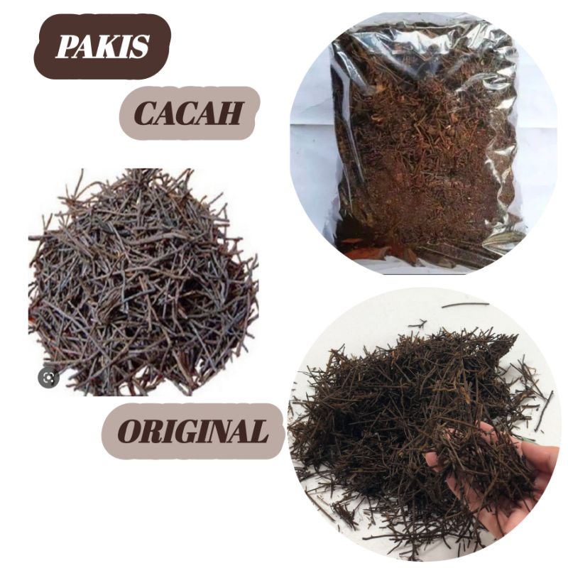 Jual MEDIA TANAM PAKIS CACAH PENYUBUR UNTUK TANAMAN HIAS | Shopee Indonesia