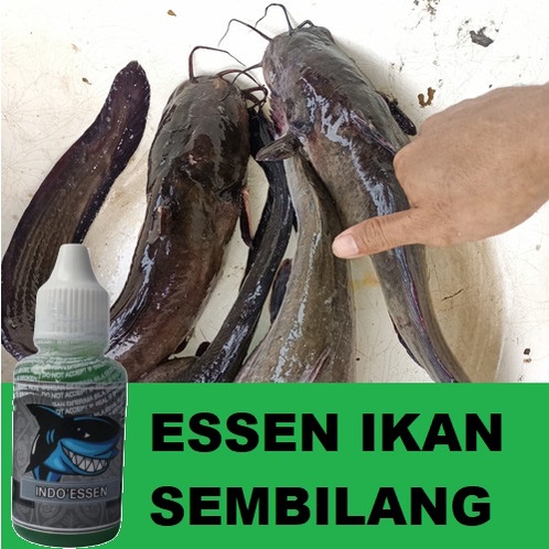Jual ESSEN IKAN SEMBILANG PALING AMPUH ISI 30ML | Shopee Indonesia
