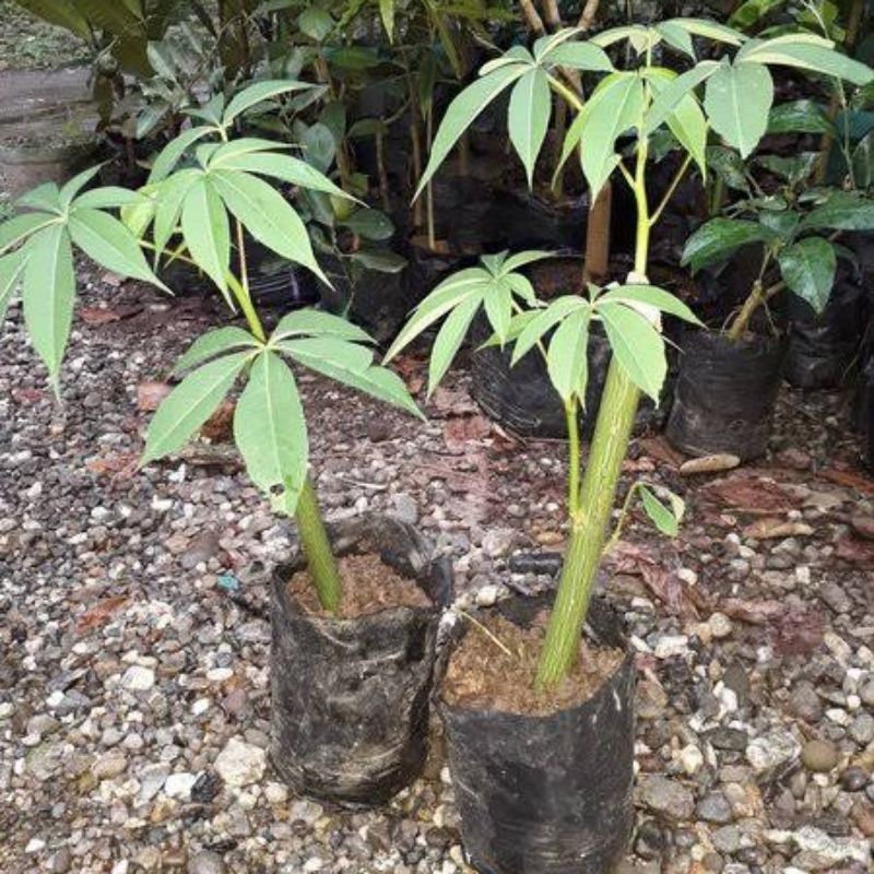 Jual Bibit Stek Pohon Randu/Kapuk/Ceiba/Genis/Kapas Jawa 1 kg Cocok ...