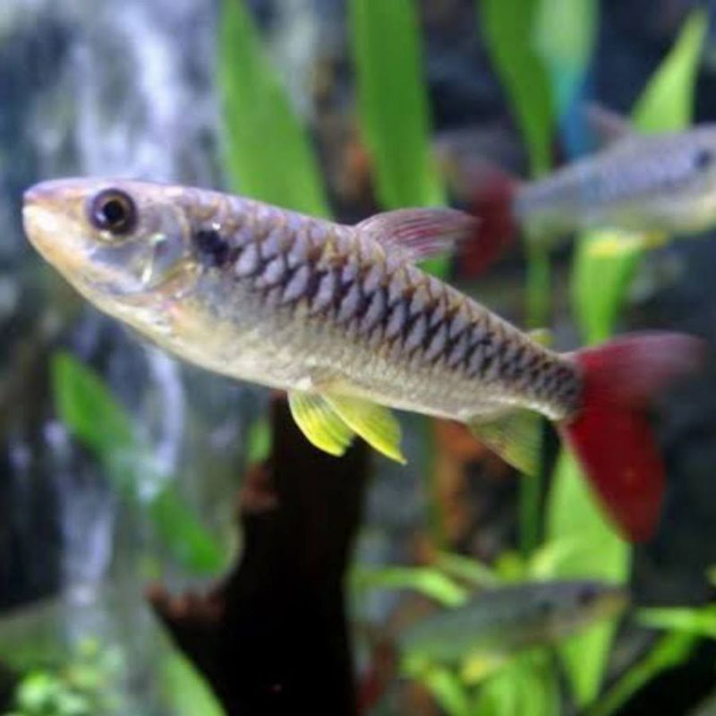 Jual ikan pink tail | Shopee Indonesia