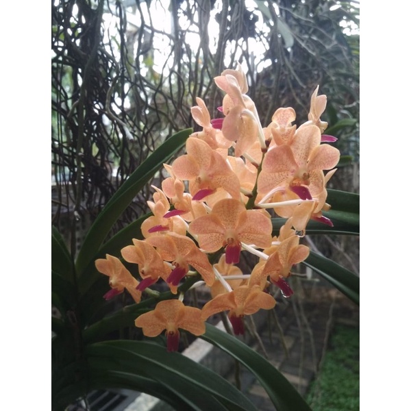 Jual tanaman anggrek vanda mokara merah muda merah ungu Dewasa Large ...