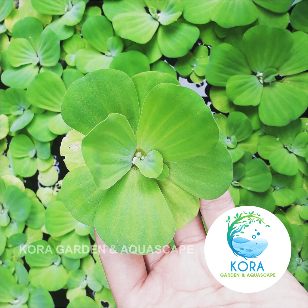 Jual Apu Apu / Kiambang / Kapu Kapu - Tanaman Apung / Air / Aquascape ...