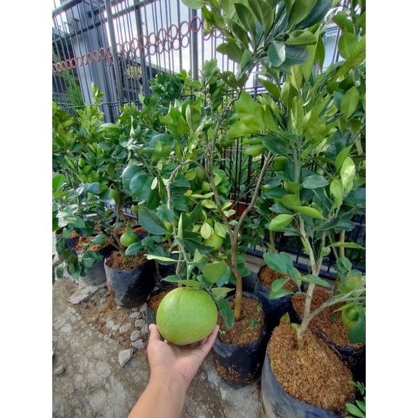 Jual Jeruk Bali Madu sudah BERBUAH$ 5kg | Shopee Indonesia