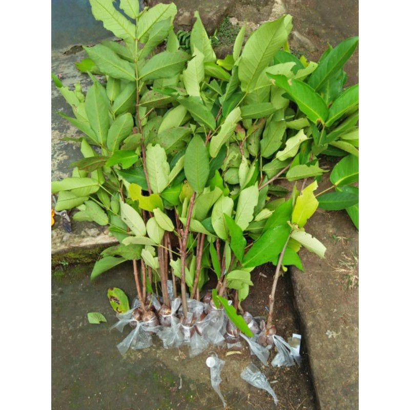 Jual MURAH 5 batang fresh cangkok jambu air citra merah | Shopee Indonesia