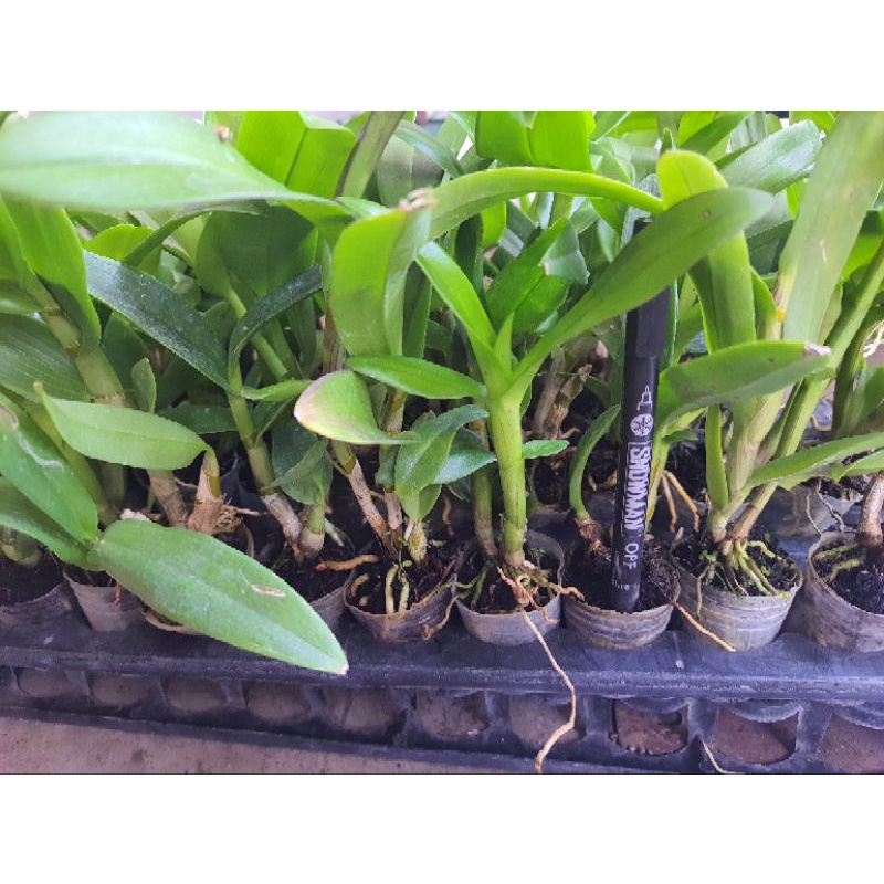 Jual Anggrek Dendrobium Tipe Bunga Bulat Isi 5 / Anggrek Dendrobium ...