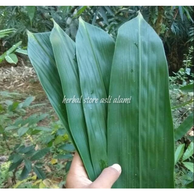 Jual Daun bambu segar buat herbal/bungkus bacang/bakcang/kicang 100 lbr ...