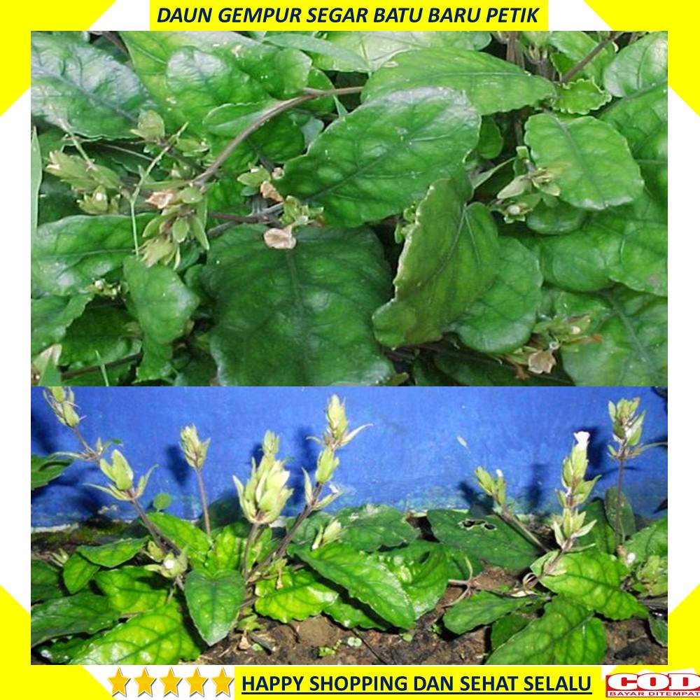 Jual Daun Gempur Batu 250 Gram Segar Baru Petik | Shopee Indonesia