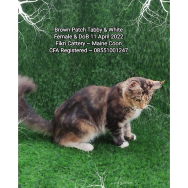 Jual Kucing Mainecoon Brown Patch Tabby & White CFA | Shopee Indonesia