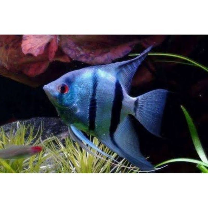 Jual manfish blue pinoy | Shopee Indonesia