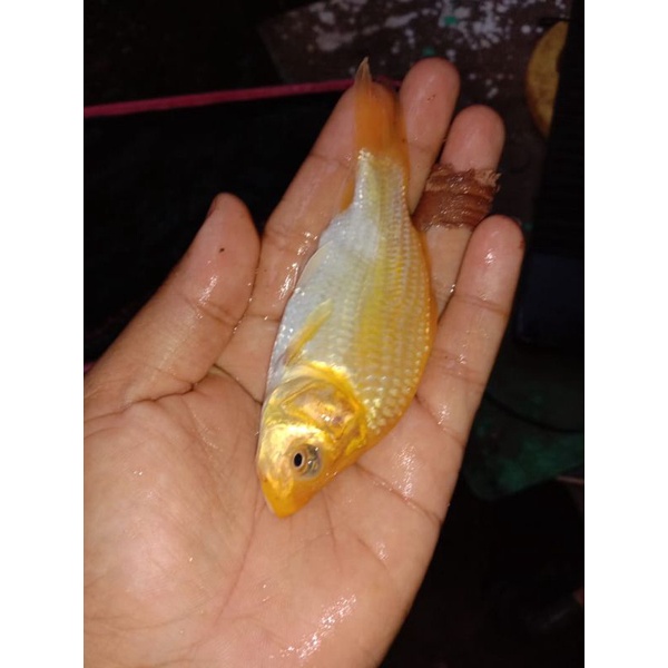 Jual bibit ikan mas merah/kuning | Shopee Indonesia