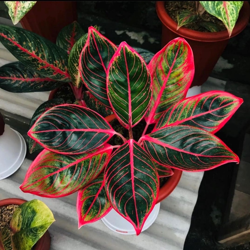 Jual Bunga Aglonema Lipstik Merah Siam Aurora - Tanaman Hidup Aglonema ...