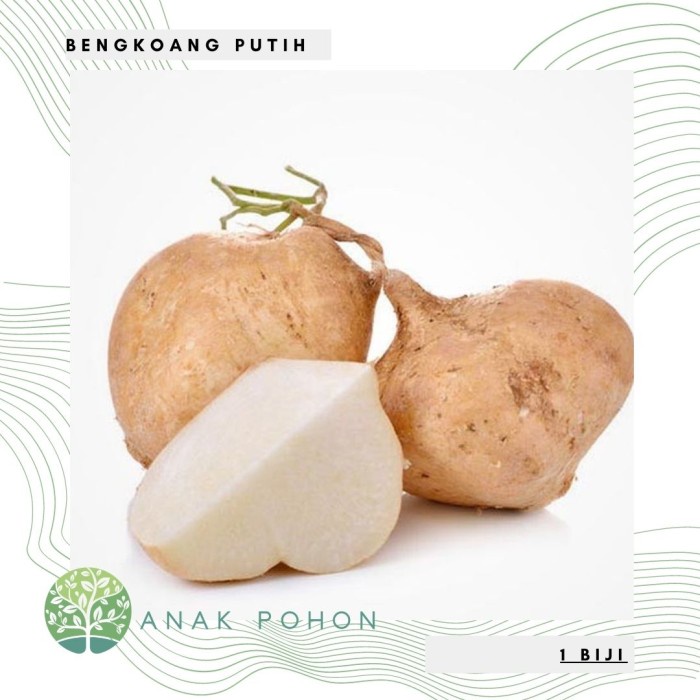 Jual Benih / Bibit / Biji - Buah Bengkuang Bengkoang Putih Super ...