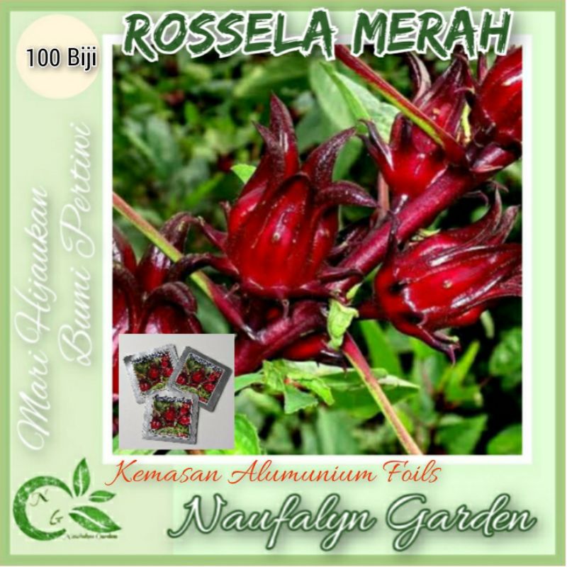 Jual 100 Biji Benih Bunga Rossela Merah Herbal Benih Bibit Bunga Hias ...