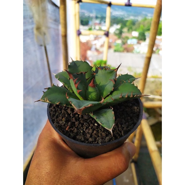 Jual Agave Titanota Kyoto Dwarf | kaktus dan sukulen | tanaman hias | Shopee Indonesia