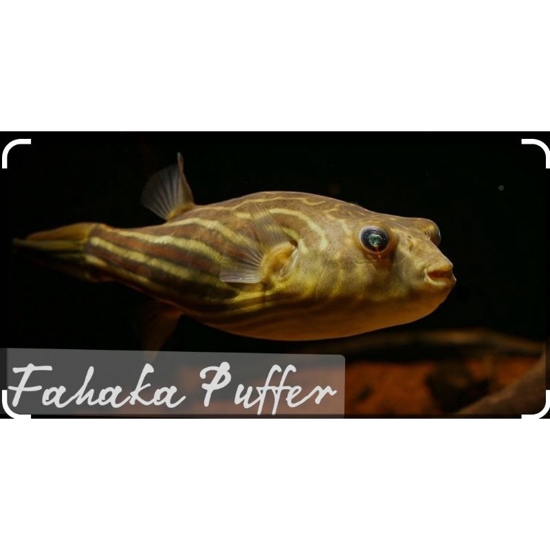 Jual fahaka puffer 4-6 cm | Shopee Indonesia