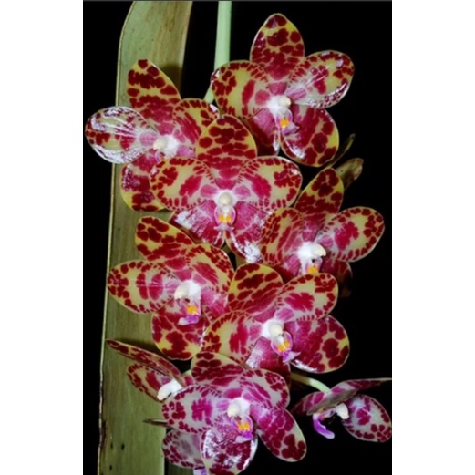 Jual Anggrek Phalaenopsis Gigantea | Seedling Anggrek Phalaenopis ...