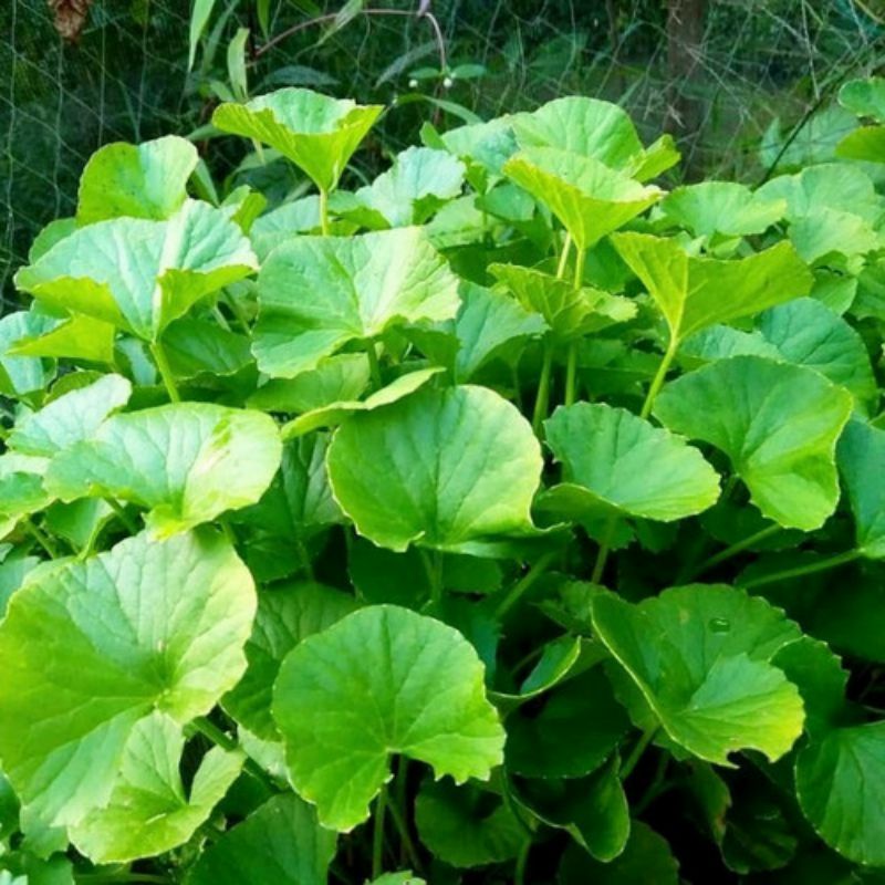 Jual Daun Pegagan Segar 250 gram / Daun Pegangan / Daun Antanan Segar ...