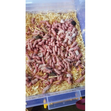 Jual Mencit Pinkies | Shopee Indonesia