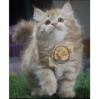 Jual Kucing Persia Anggora Munchkin Himalaya Ragdol Super | Shopee ...