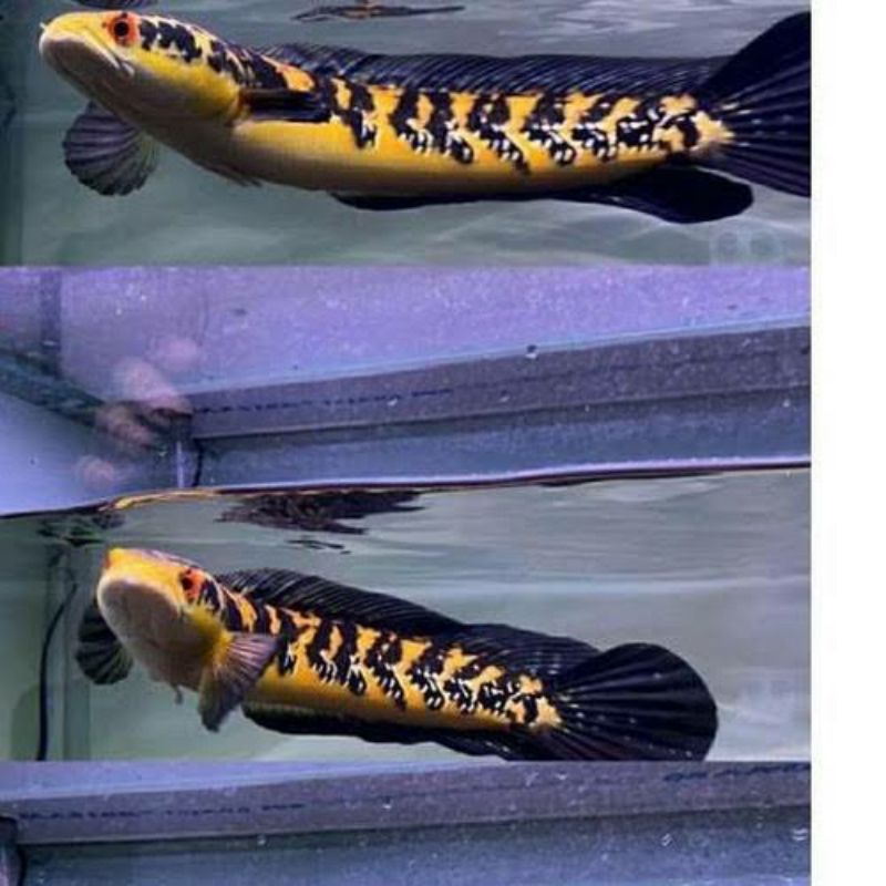 Jual 100% channa maru yellow sentarum ( channa ys ) | Shopee Indonesia