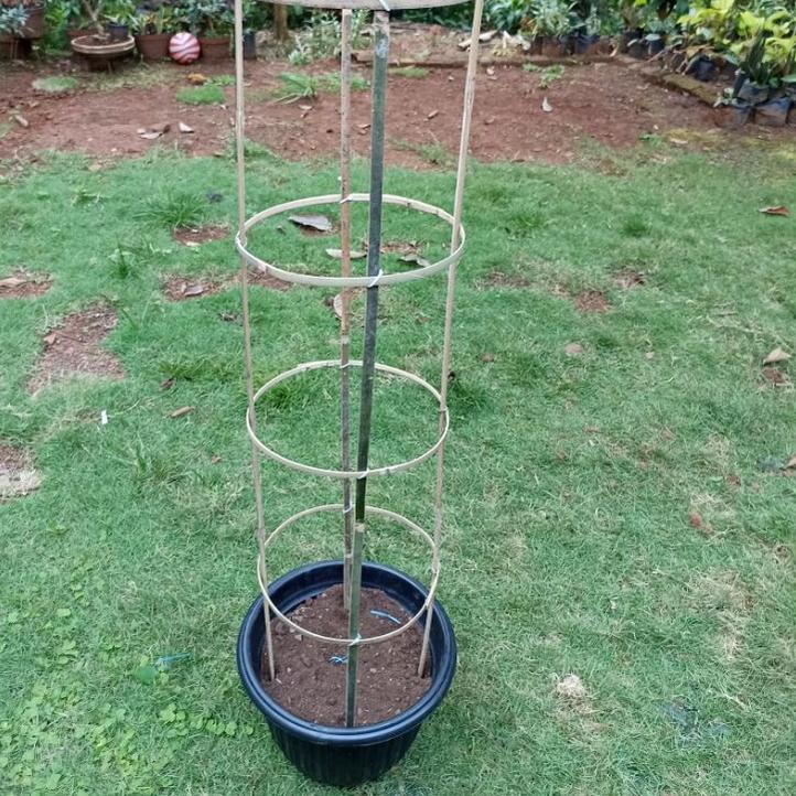 Jual ♠ Turus Bambu Melingkar/Ajir Tanaman/Turus Penyangga Tanaman/Round ...