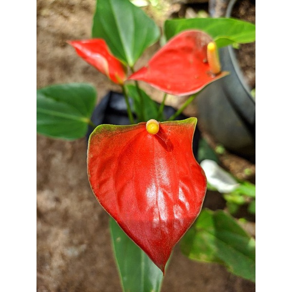 Jual ANTHURIUM BUNGA MERAH COBRA CANTIK LANGSUNG DARI PETANI | Shopee ...