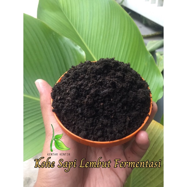 Jual Kohe Sapi Halus Fermentasi 1/2Liter Kemasan Plastik 1/2kg (Media ...