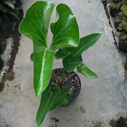 Jual tanaman anthurium corong | Shopee Indonesia