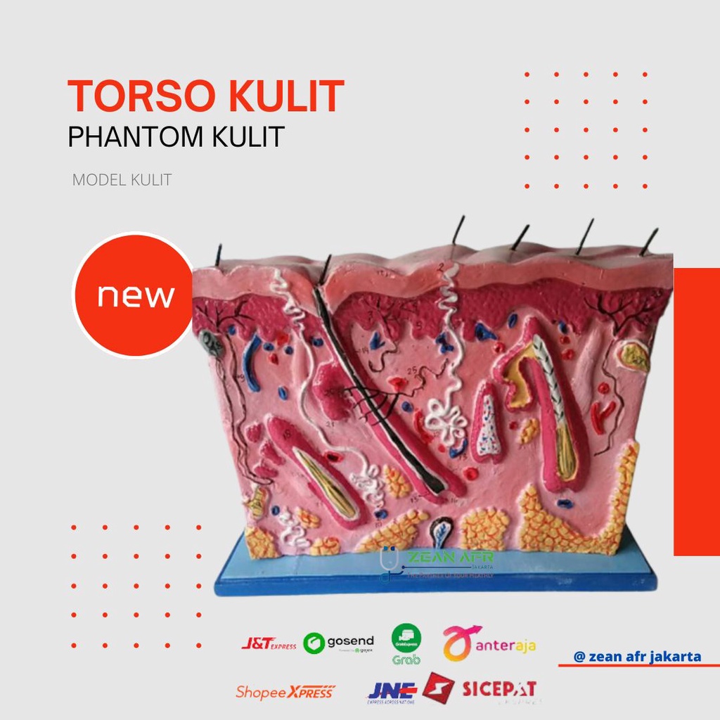 Jual Kulit Torso Model Kulit Alat Peraga Pendidikan | Shopee Indonesia