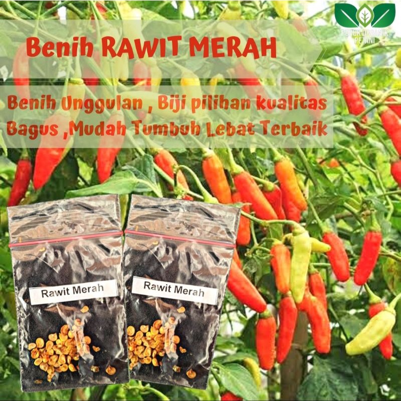 Jual Benih cabe rawit merah biji berkualitas bagus terbaik cepat tumbuh ...