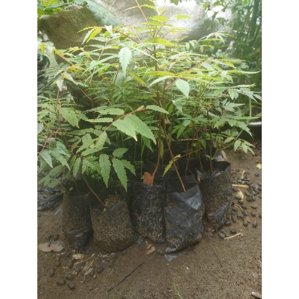 Jual bibit kayu suren siap tanam paket 1 pohon | Shopee Indonesia