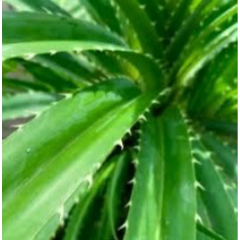 Jual daun pandan duri/pandan pantai/pandan laut | Shopee Indonesia