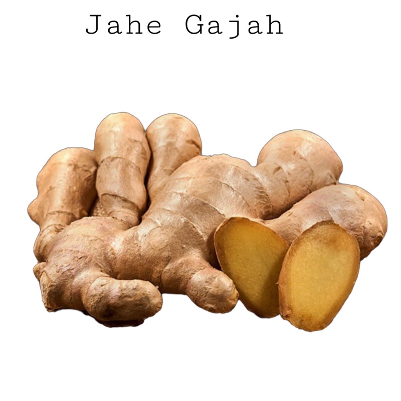 Jual jahe putih jahe gajah jahe sayur 1kg | Shopee Indonesia