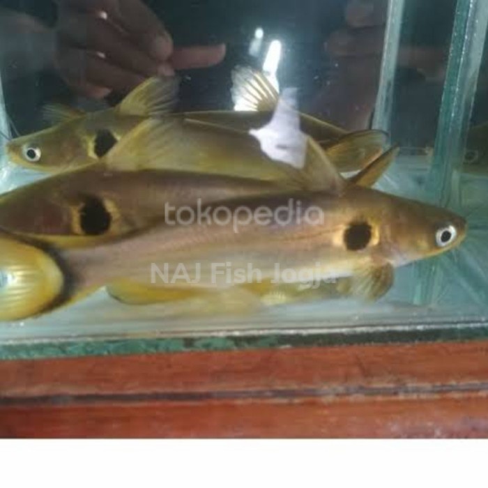 Jual Ikan Sun Catfish Cakep Tankmate Penghias Aquarium Aquascape ...