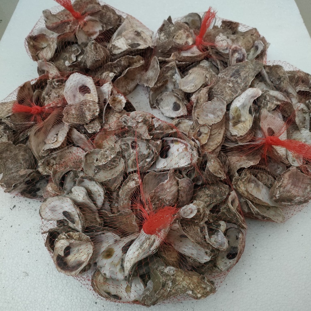 Jual Oyster Shell Kulit Kerang Media Filter Kolam Koi 1 kg | Shopee ...
